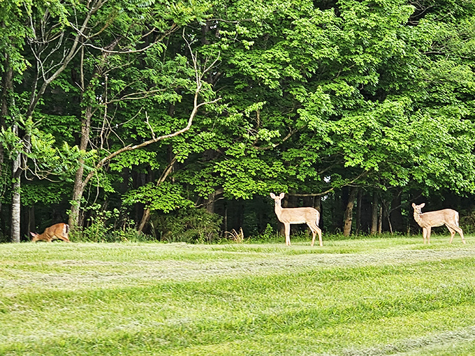 Dawn patrol &ndash; these deer didn't get the memo about sleeping in. Nature's lawn mowers work the early shift at Green River.