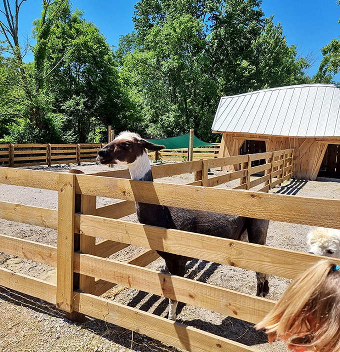 This friendly llama seems to be posing for its close-up, ready for its barnyard modeling career.