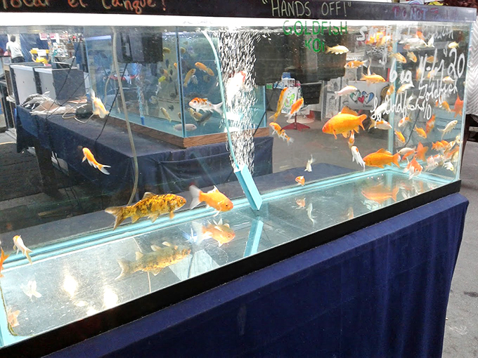 Goldfish apartment complex! These aquatic roommates swim blissfully unaware they're part of someone's impulse purchase waiting to happen.