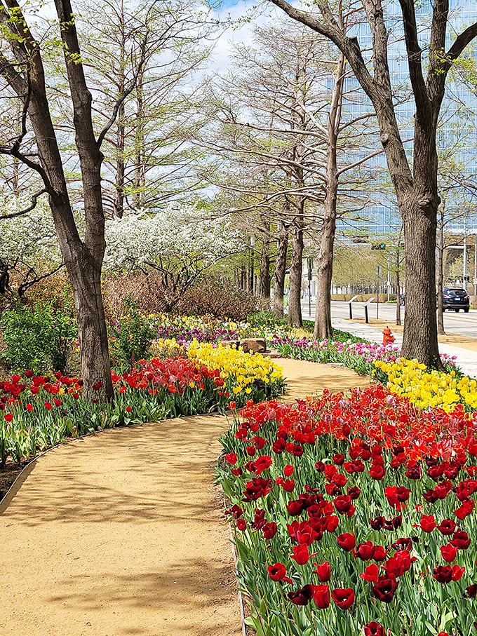 Follow the yellow brick road? No, follow the red tulip path! This floral highway leads to botanical bliss rather than Oz.