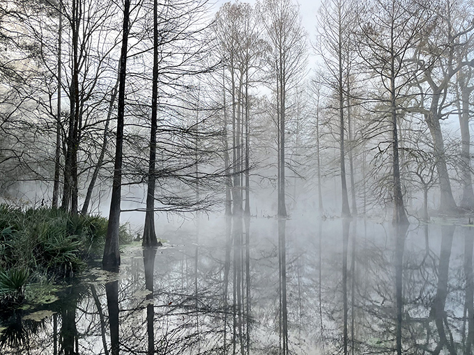 Morning mist transforms cypress trees into ghostly sentinels standing guard over their watery domain. Silence here feels almost sacred.