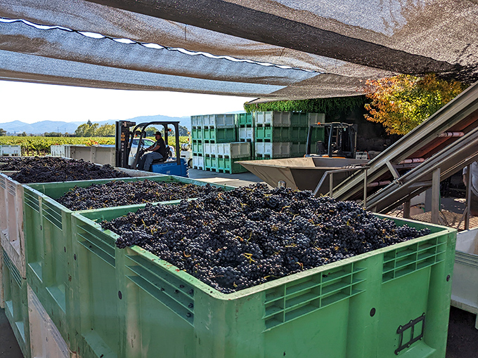 Harvest's bounty awaits processing—these just-picked grapes represent a year's worth of farming decisions and nature's generous collaboration.