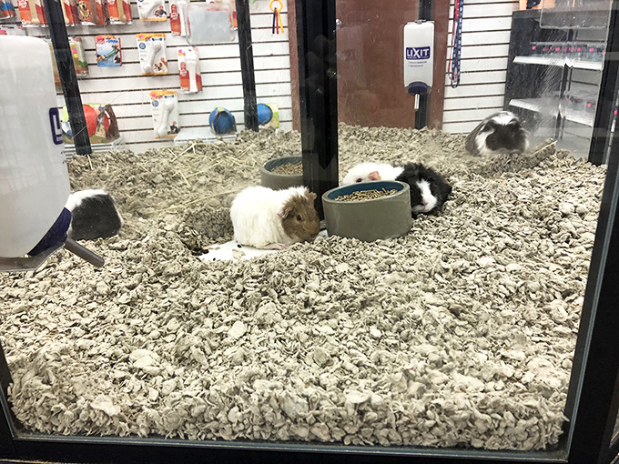 Tiny hamsters go about their business, blissfully unaware they're the cutest shopping distraction in the entire market.