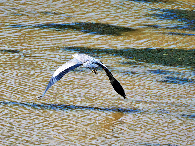 Nature's aerial ballet: A great blue heron demonstrates the original "fly-by" long before airplanes made it mundane.