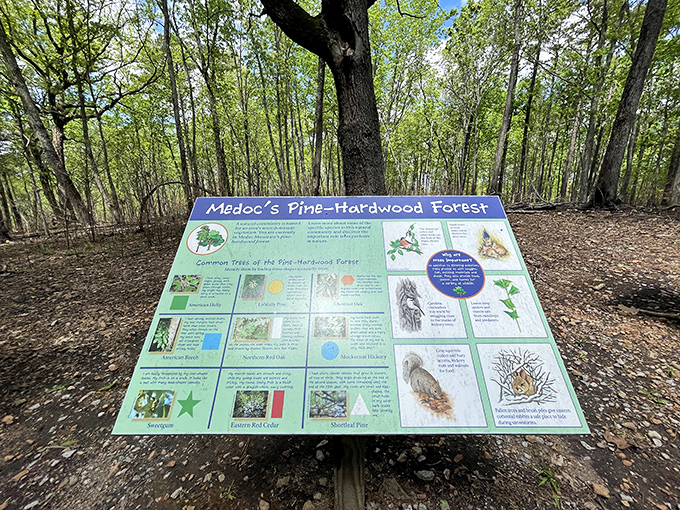 This interpretive sign offers a crash course in forest ecology that's more engaging than that nature documentary you fell asleep to last weekend.