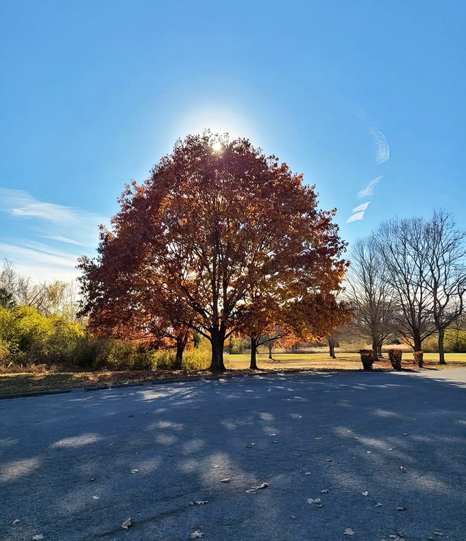 Autumn's spotlight shines on this magnificent tree, proving that nature's best performances don't require tickets—just perfect timing.