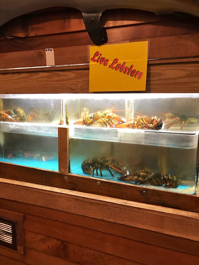"Live Lobsters" isn't just a sign—it's a promise that your dinner was swimming mere moments before becoming your meal.