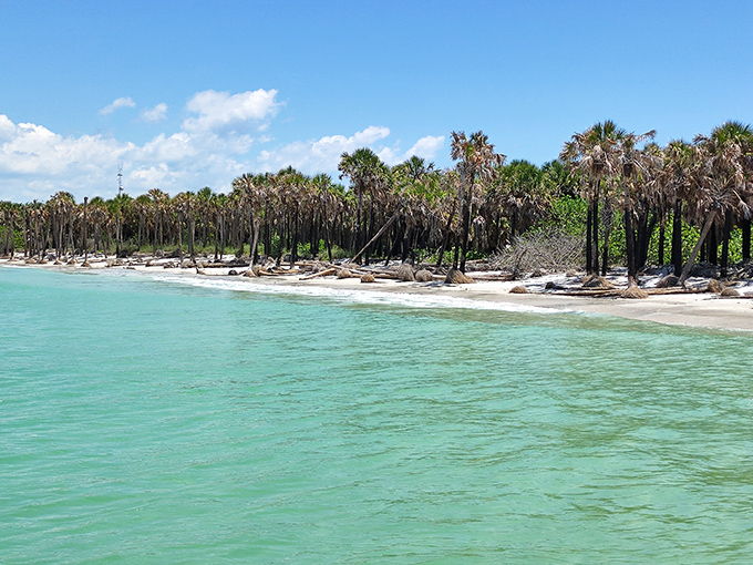 Palm trees swaying in formation, nature's own welcoming committee. They've perfected that casual "we just woke up like this" island glamour. 