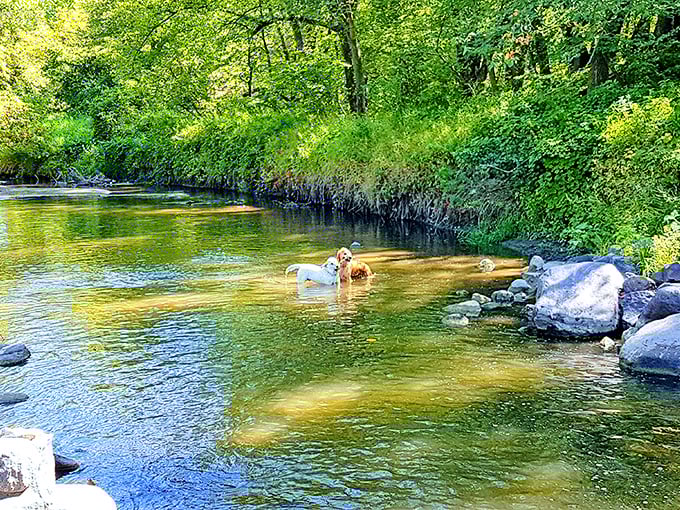 Dogs cooling off in the crystal-clear shallows&mdash;proving that Turtle River State Park is paradise for four-legged visitors too.