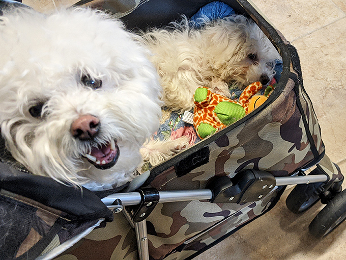 Even four-legged treasure hunters enjoy the adventure, though they might prefer chew toys to vintage collectibles.