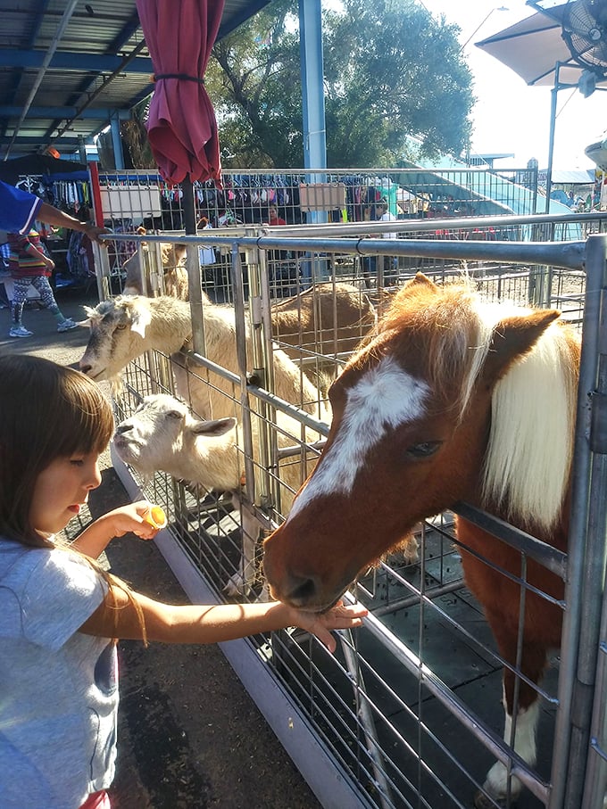 Where shopping meets unexpected animal encounters! Little ones discover the joy of feeding gentle farm animals between hunting for toy bargains.