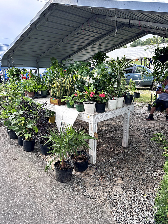 Green thumbs rejoice! This plant paradise offers leafy companions for every windowsill and garden patch without the garden center markup.