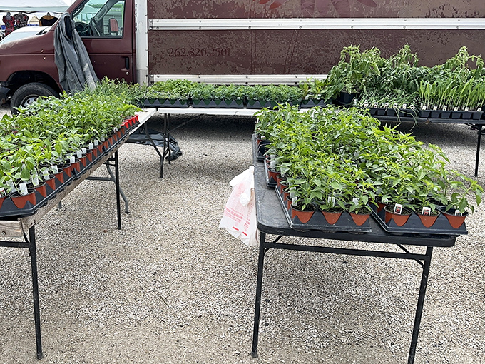 Spring arrives early at the plant vendor's tables, where green thumbs and aspiring gardeners alike find hope in tiny pots of possibility.