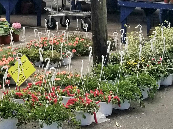 Garden dreams in hanging baskets! These vibrant flowers bring a splash of color to the market, tempting shoppers to bring a bit of springtime home.