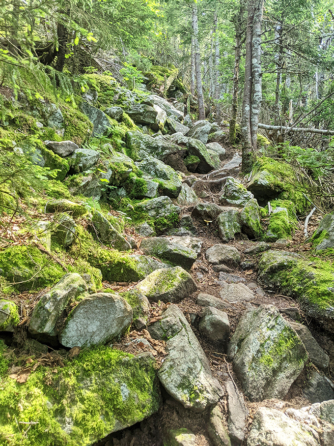 Nature's stairmaster: moss-covered boulders creating a path that's equal parts challenging hike and fairy-tale journey into the heart of the forest.
