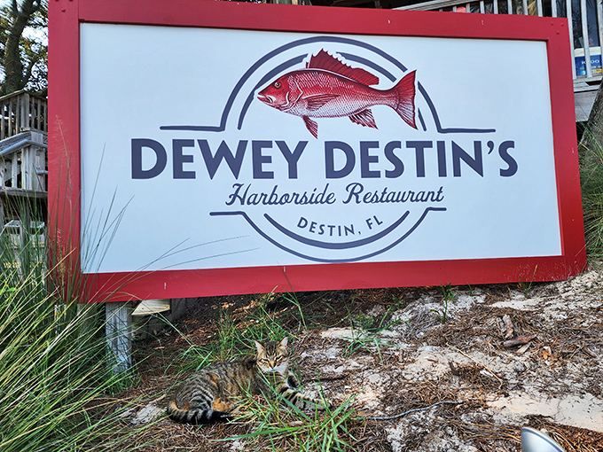 Even the local cats know where the good seafood is&mdash;this feline food critic gives Dewey Destin's sign of approval. 