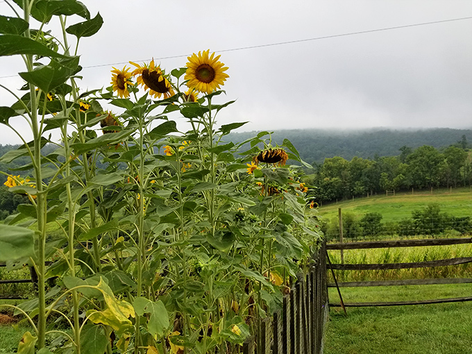 Sunflowers standing at attention, proving that even plants know a good photo opportunity when they see one.