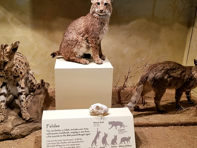 The family reunion nobody wants to crash. This felidae display showcases the remarkable diversity within nature's most efficient predator lineage.