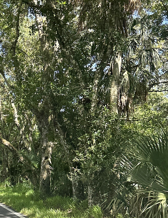 Local residents include this wide-eyed youngster, whose ancestors have been crossing this path long before it was paved