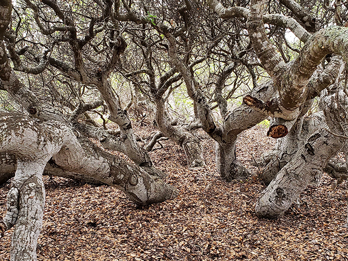 Nature's sculpture garden showcases twisted coastal trees that would make Salvador Dal&iacute; feel right at home. No admission required for this living art exhibit.