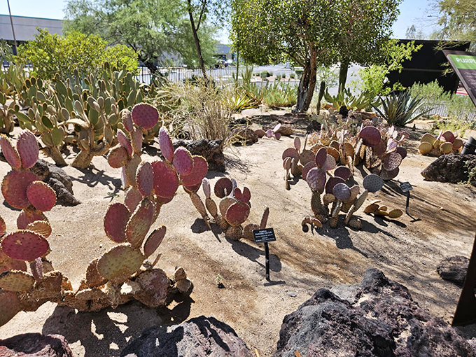 Purple prickly pear cacti look like they've been painted by a sunset. Nature's color palette goes bold in this corner of the garden.
