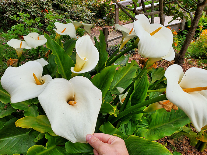 Calla lilies so pristine and perfect, they look like porcelain sculptures that somehow learned to grow.