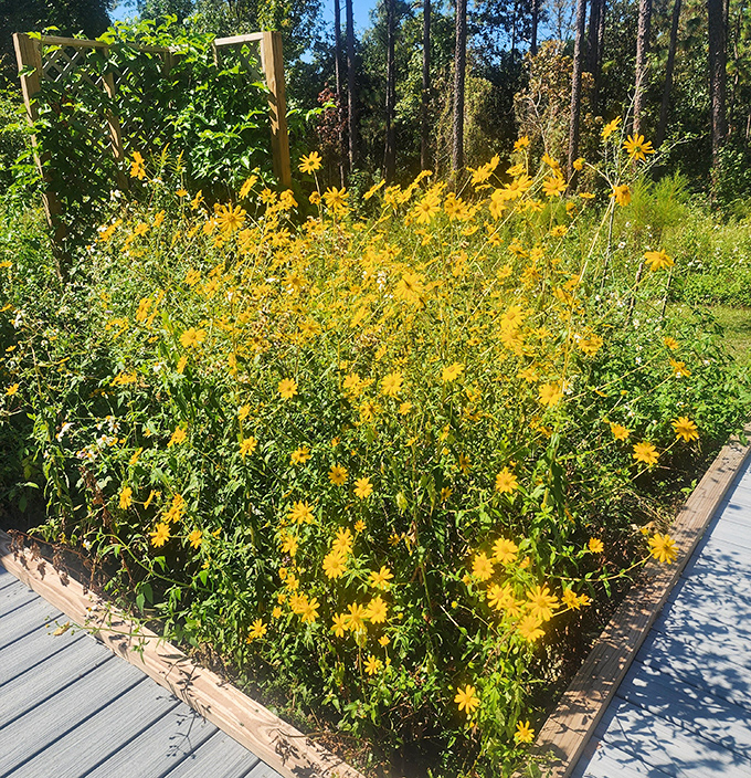 Nature's confetti &ndash; wildflowers burst with sunshine-yellow blooms, creating a celebration of color that would make any garden show jealous.