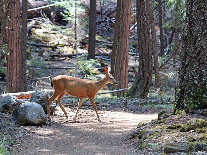 A deer pauses on the trail, the forest's welcoming committee. Always nice when the locals come out to greet you!