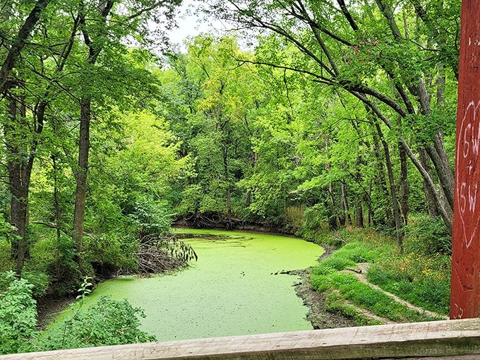 Sometimes the creek wears a coat of duckweed, creating an emerald carpet that looks like nature's version of a red carpet leading to the bridge.