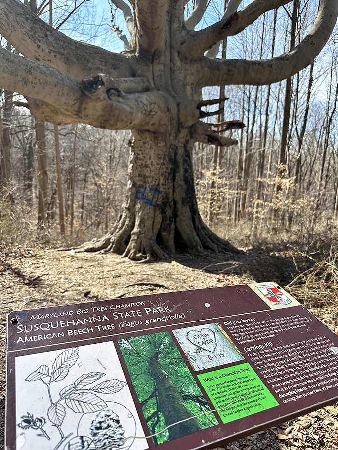 Nature's cathedral &ndash; this champion American Beech spreads massive limbs in all directions. Its trunk bears witness to generations of park visitors.