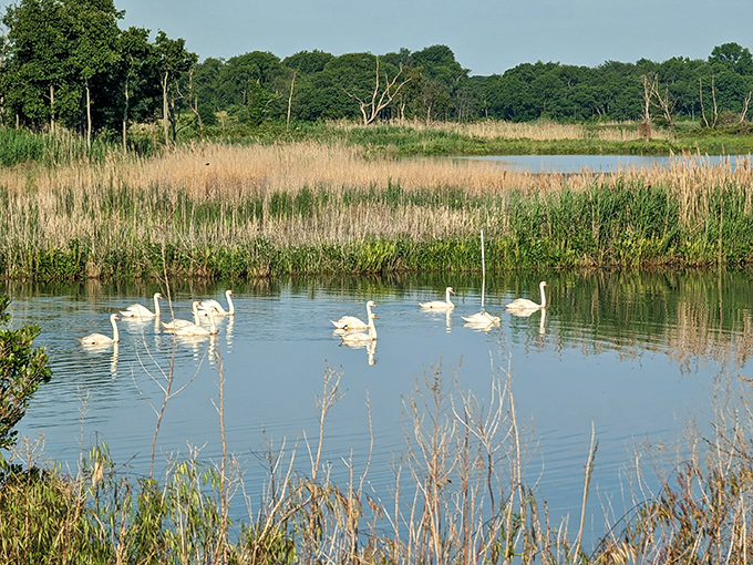Augustine Wildlife Area offers a meditation spot where swans glide by as if auditioning for a retirement brochure. Nature's therapy session comes without a co-pay.