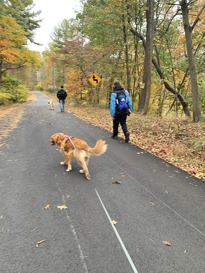 Fall's colorful corridor makes even the dogs walk with more pep. The leaf-strewn path crunches satisfyingly beneath every footfall.