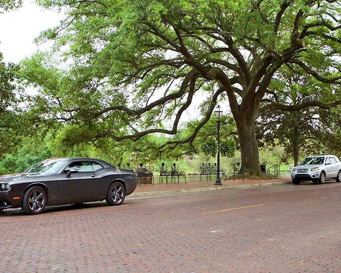 Those magnificent oaks didn't grow overnight. They've been perfecting their shade game for generations, creating natural air conditioning for brick streets below.
