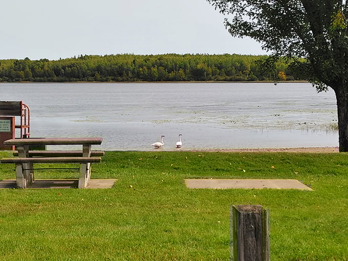 Carey Lake's shoreline offers a front-row seat to nature's daily performance. Those swans aren't just posing &ndash; they're auditioning for your vacation photos.