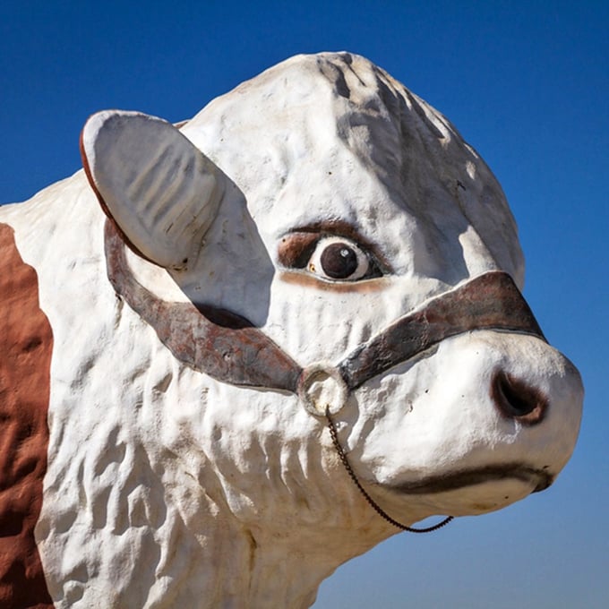 That knowing look says, "Yes, you drove miles out of your way to see a giant cow statue. No regrets, right?"