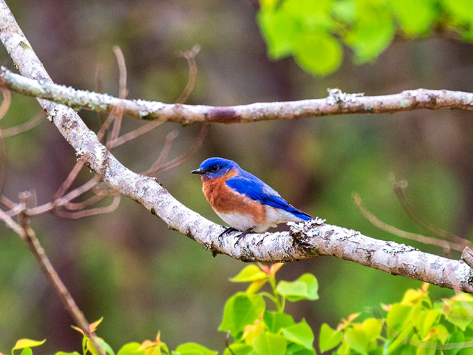 This Eastern Bluebird isn't just posing&mdash;it's showing off Mississippi's living color palette. Nature's most brilliant blues come in small packages.