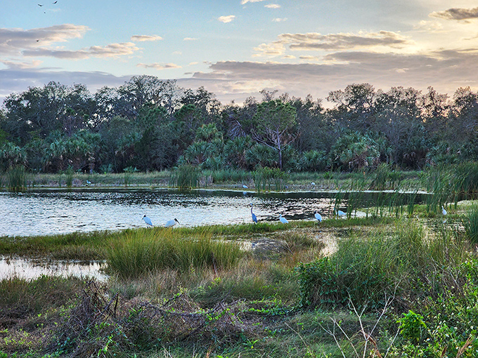 Emerson Point Preserve captures Florida's natural beauty without an admission fee. Where herons pose better for photos than most Instagram influencers.