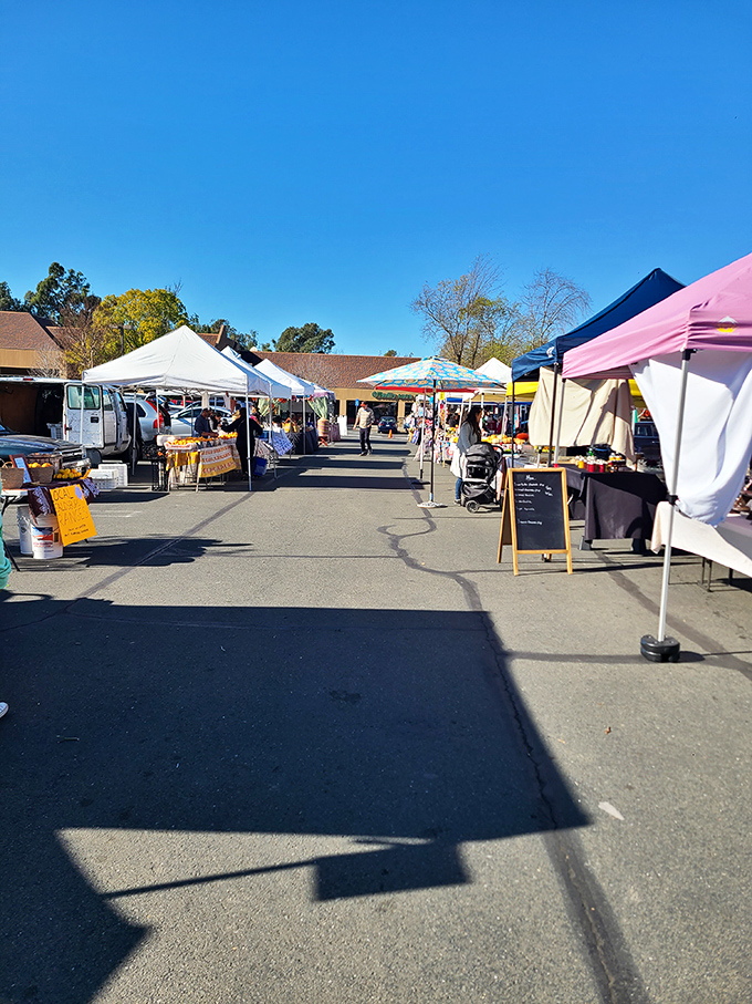 The farmers market transforms ordinary parking lots into vibrant community gathering spaces where the bounty of Sonoma County is displayed in colorful abundance.