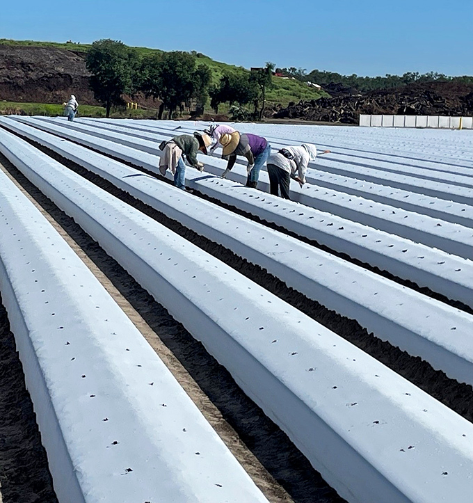 Field workers carefully tend to plastic-covered rows, their expert hands ensuring that Florida's sweetest crop gets the five-star treatment it deserves.