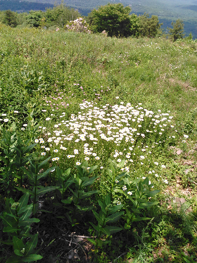 Summer wildflowers create nature's most perfect carpet. No interior decorator has ever topped this color palette.