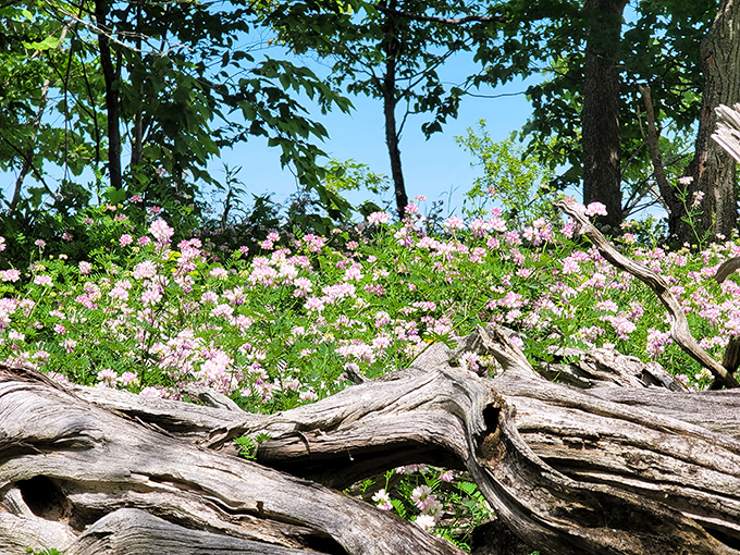 Wildflowers bloom against weathered driftwood, creating the kind of scene that makes photographers weep with joy.