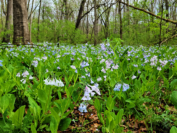 Spring's bluebells carpet the forest floor in a display so magical you'll wonder if Mother Nature hired a Broadway set designer.
