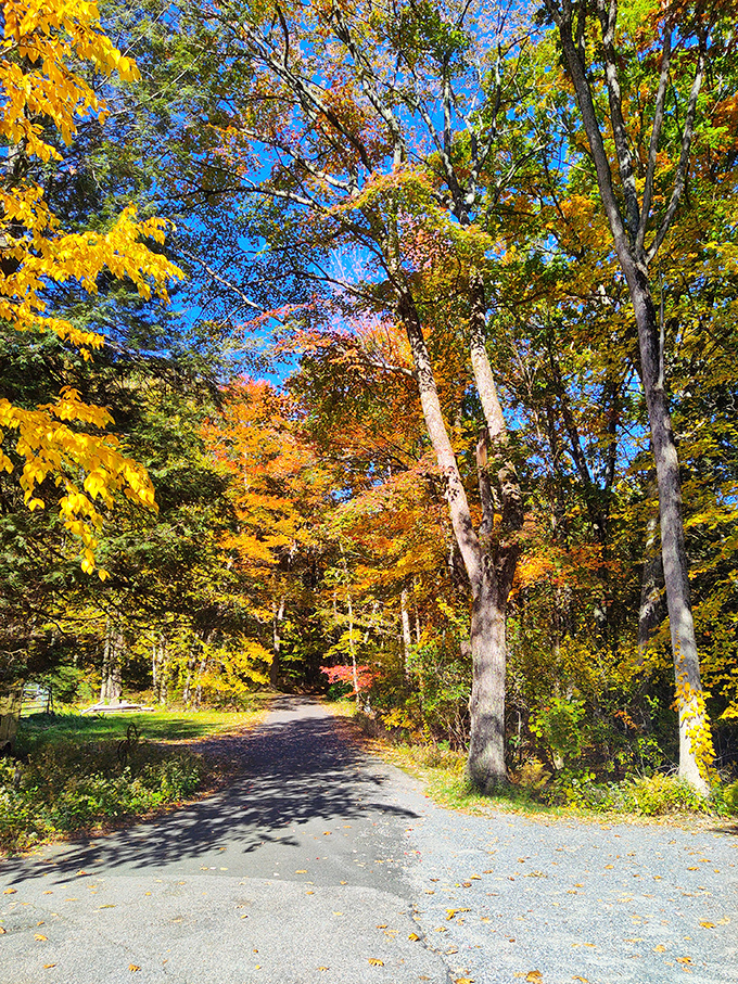 Autumn paints this forest path with a palette that would make Monet jealous. The journey to the falls is half the magic.