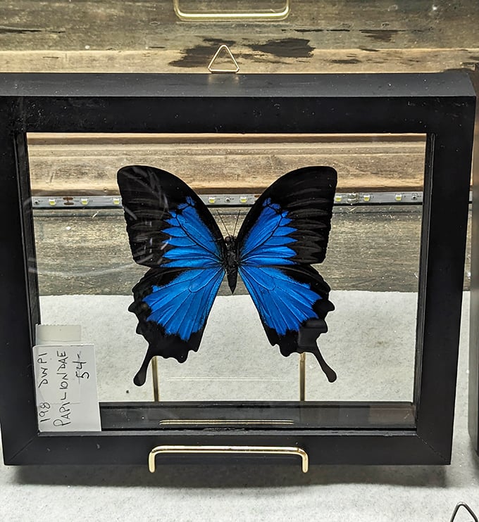 Nature preserved as art—this vibrant Papilio butterfly specimen brings a touch of natural history to home decor.