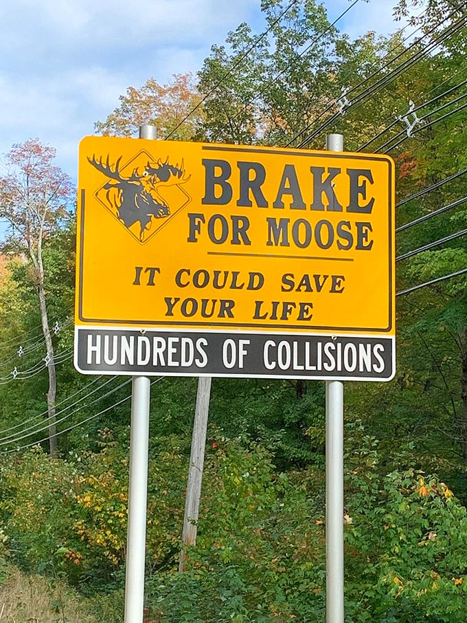 When road signs become life philosophy: "Brake for Moose" is both practical advice and an excellent metaphor for slowing down to appreciate life.
