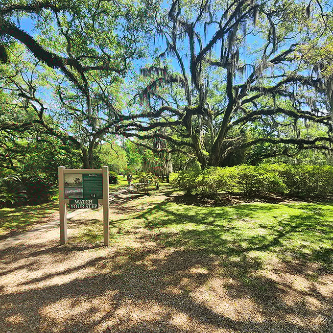 Jungle Gardens' oak-lined path invites exploration beneath a cathedral of branches where Spanish moss sways like nature's wind chimes.