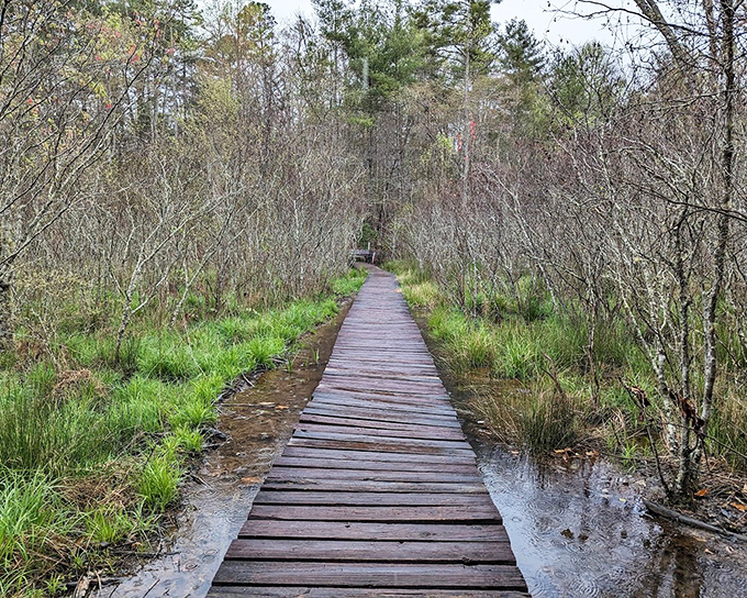 A boardwalk threads through wetlands, offering dry passage through a soggy wonderland. Social distancing from civilization at its finest.