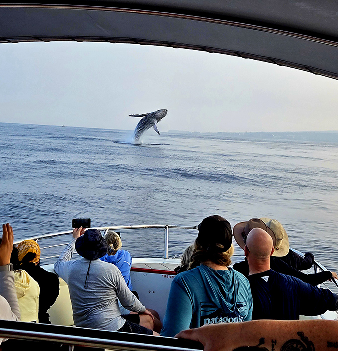 That magical moment when a humpback whale breaches, turning an ordinary boat trip into the highlight of your vacation. Nature's perfect photo bomb.