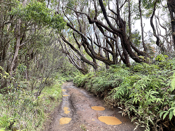 Nature reclaims hiking trails quickly in Hawaii's climate. This path to adventure feels like stepping into Jurassic Park.