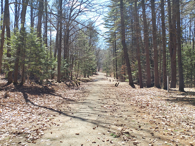 Moody Trails offers that perfect "lost in the woods" feeling, minus the actual getting lost part.